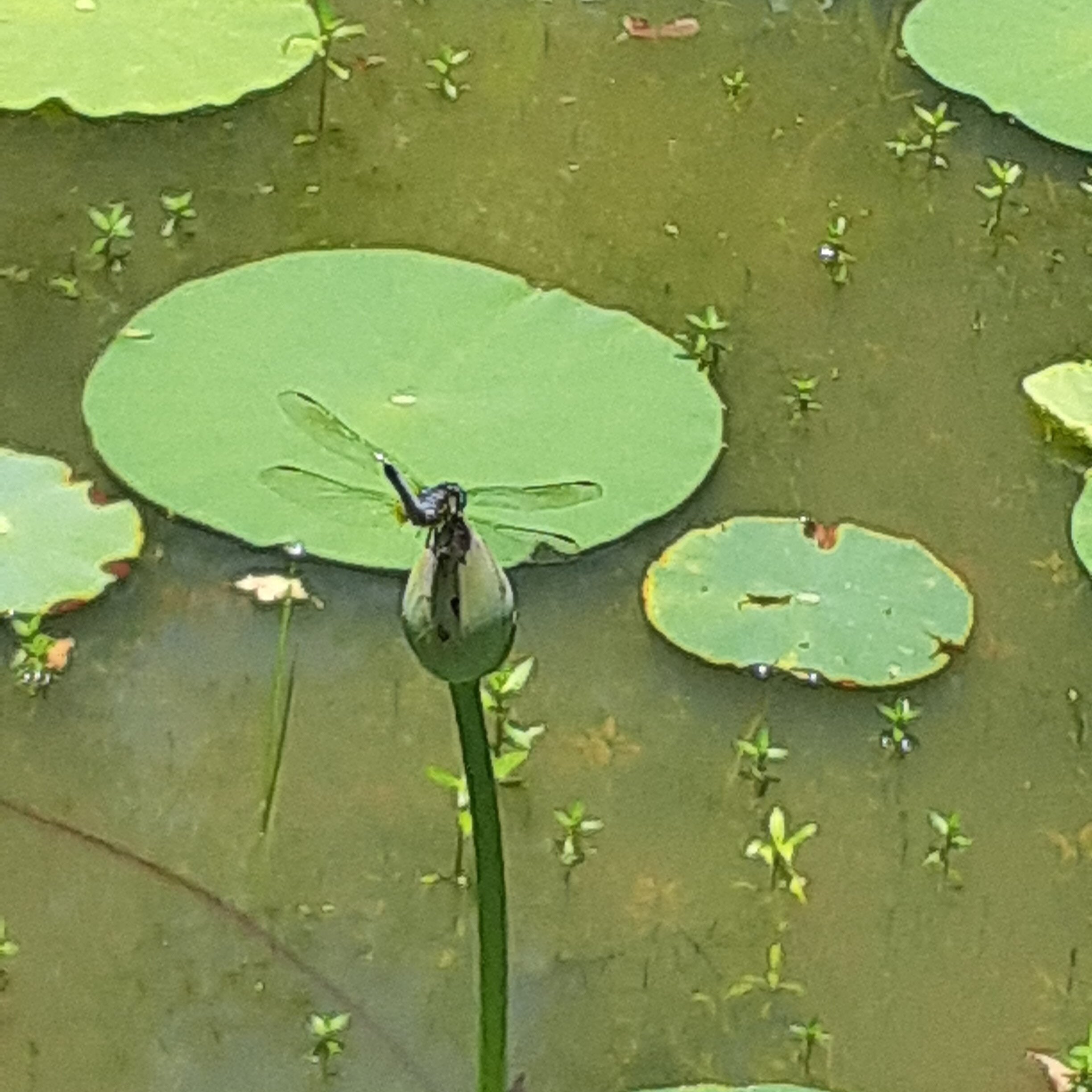 Lotus - COMING SOON – Water Garden Gems Garden Center